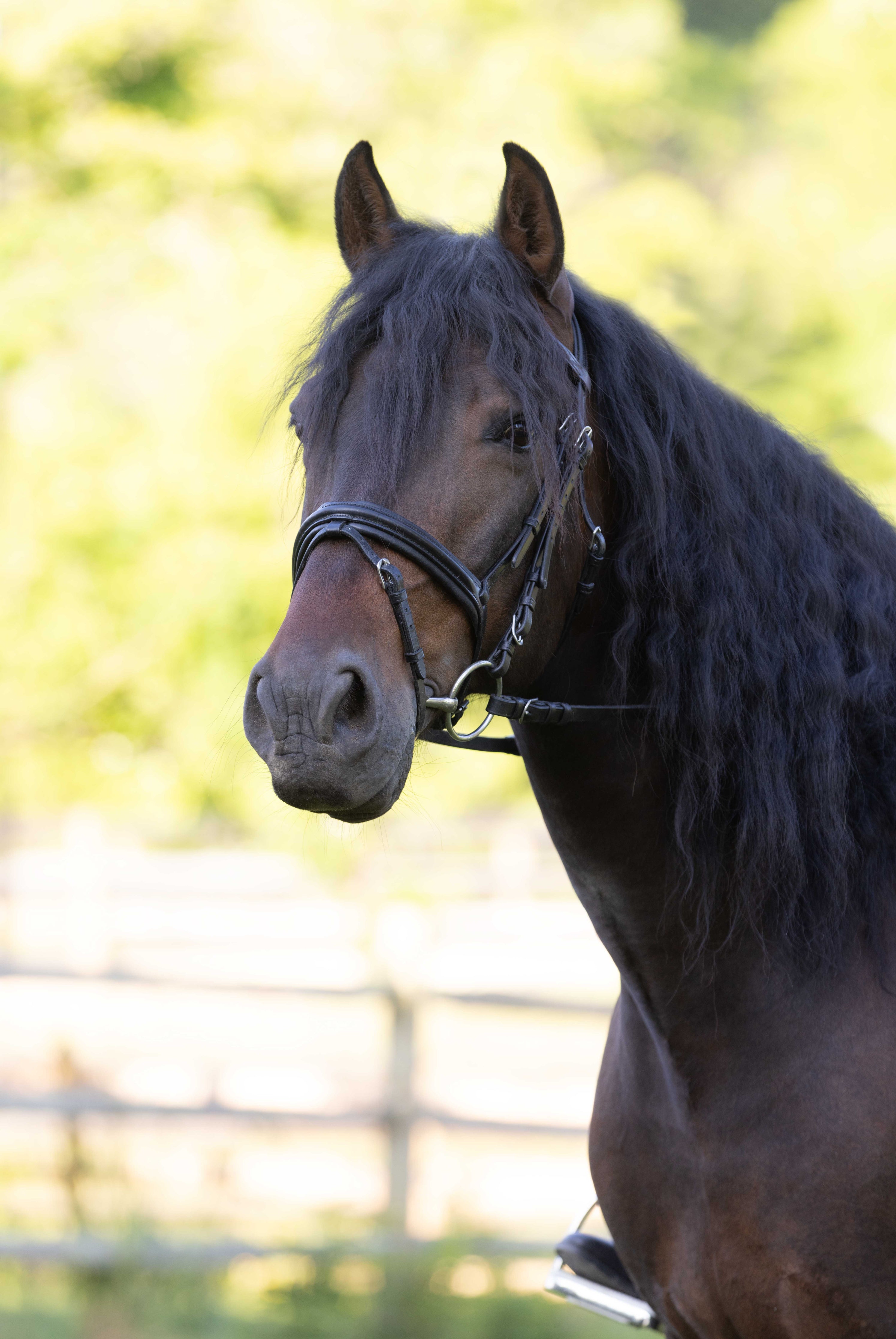 Ovation Riding | High Quality Equestrian Product